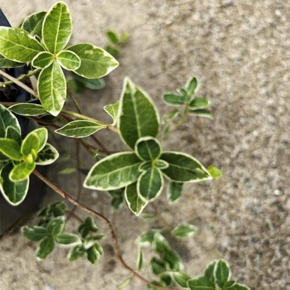 Spring Hill Nurseries 1 Gal. Pot, Ralph Shugert Vinca, Deciduous ...