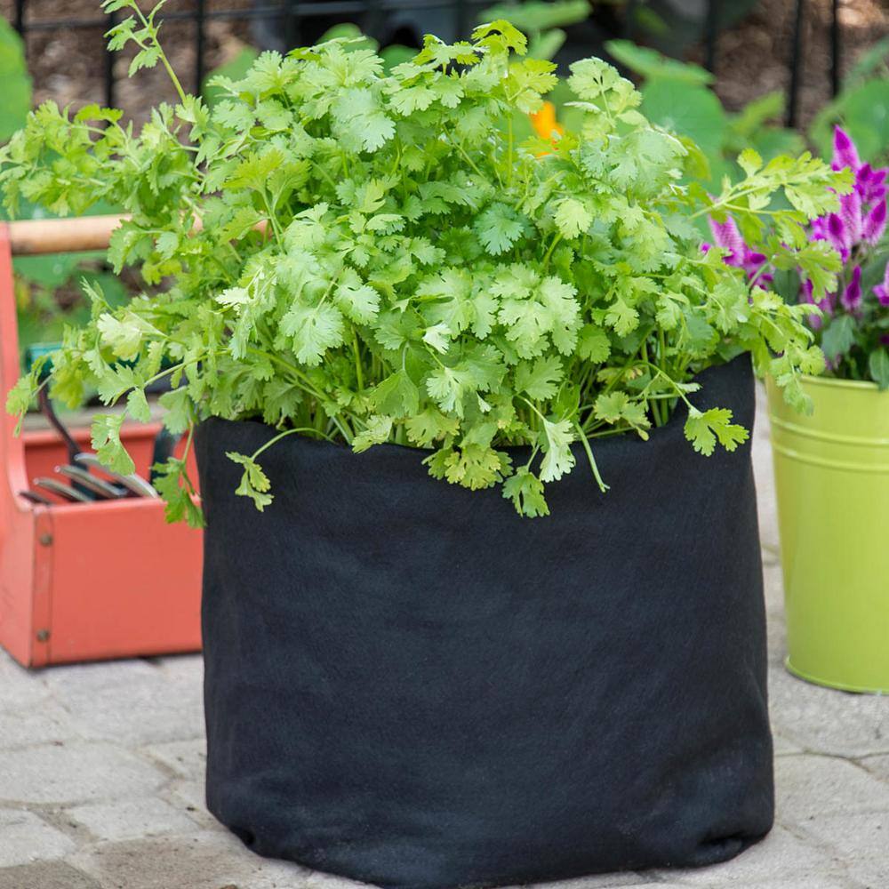 Gurney's Herb Coriander/Cilantro (50 Seed Packet) 14580 - The Home Depot
