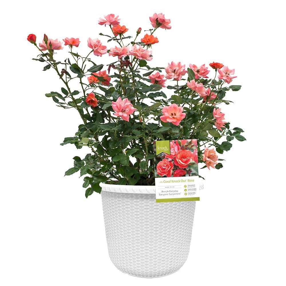 Reviews for KNOCK OUT 2 Gal. The Coral Knock Out Rose Bush with Brick ...
