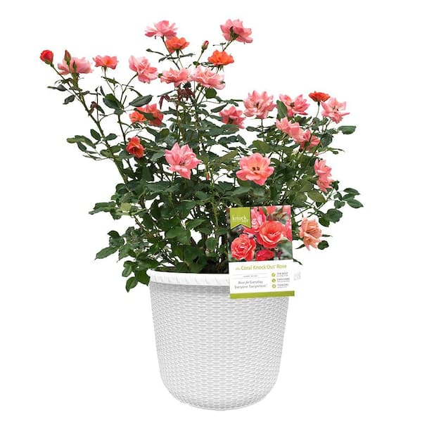 Reviews for KNOCK OUT 2 Gal. The Coral Knock Out Rose Bush with Brick ...