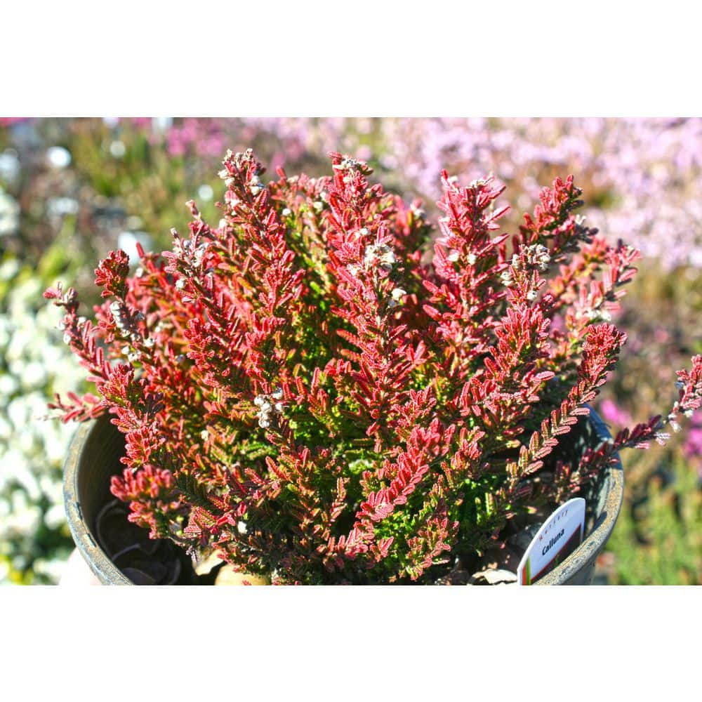 Online Orchards 1 gal. Winter Chocolate Heather Shrub (2-Pack) Cold ...