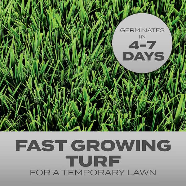 Scotts Turf Builder Grass Seed 3 lbs. Quick Fix Mix, Fast Growing Turf ...