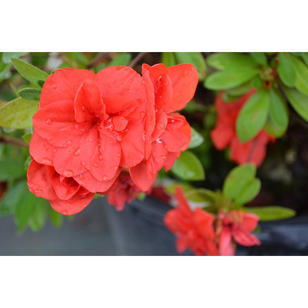 BELL NURSERY 7 Gal. Azalea Flowering Live Shrub with Assorted Color ...