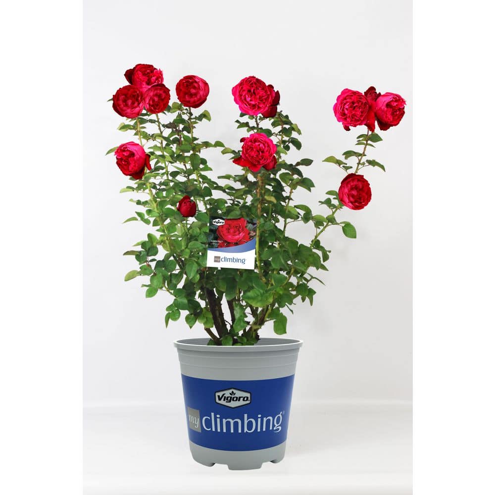 Vigoro 3 Gal. Florentina Climbing Rose with Red Flowers 17567 - The ...