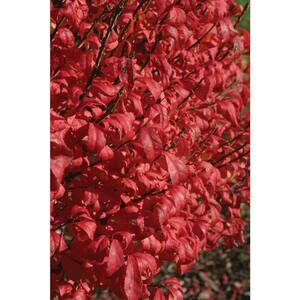 Burning Bush - Bushes - Outdoor Plants - The Home Depot