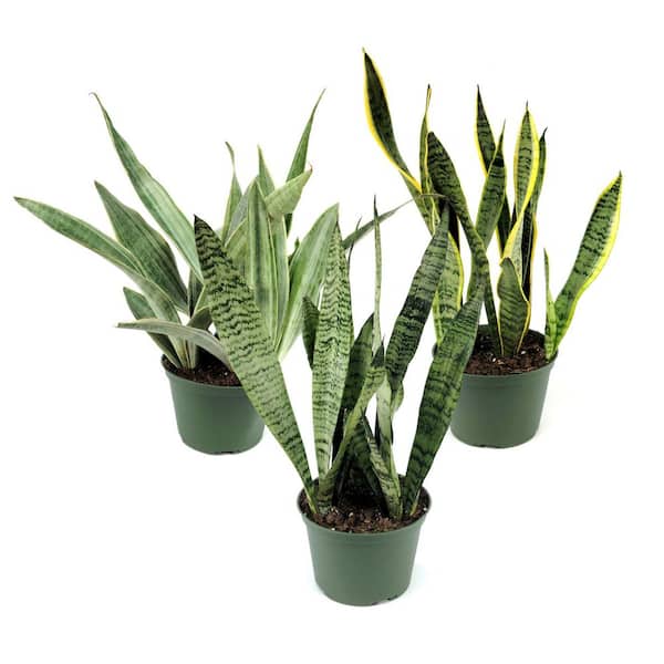 national PLANT NETWORK 6 in. SpaceScape Tropical Snake Plant Collection ...