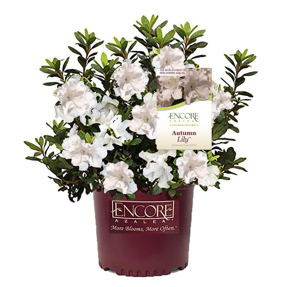 ENCORE AZALEA 1 Gal. Autumn Lily Azalea Shrub with White Flowers 16908 ...