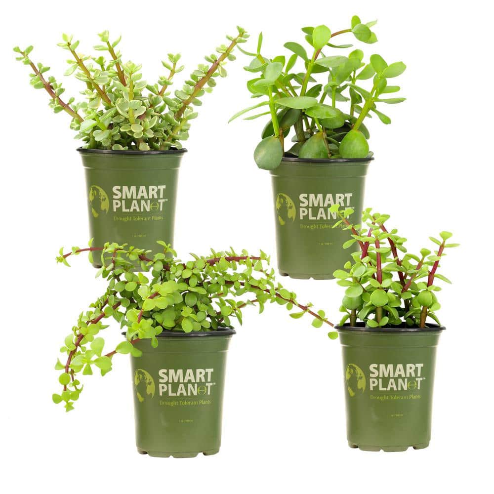 SMART PLANET 1 qt. Portulacaria Assorted Succulents (4-Pack) 0872638 - The Home Depot