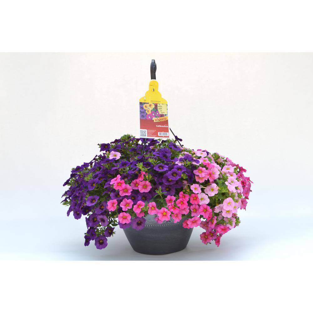 Premier Hanging Basket #12 Calibrachoa Blends 604042 - The Home Depot
