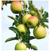 7 Gal. Gold Rush Apple Tree APPGRU07G - The Home Depot