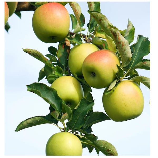 7 Gal. Gold Rush Apple Tree APPGRU07G - The Home Depot