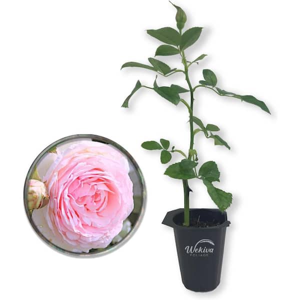 Wekiva Foliage Old English Pink Rose Bush-Live Starter Plant in a 2 ...
