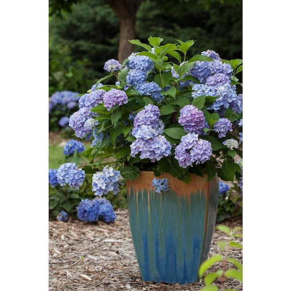 Endless Summer Hydrangea Blue