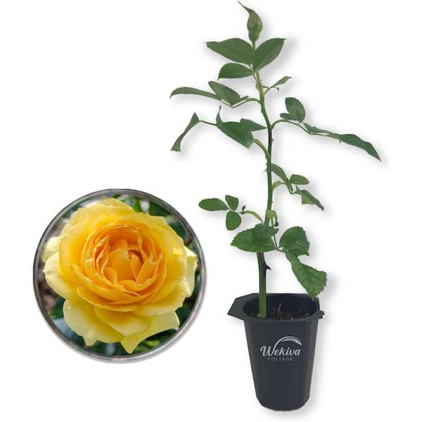 Wekiva Foliage Julia Child Rose Bush-Live Starter Plant in a 2 in. Pot ...