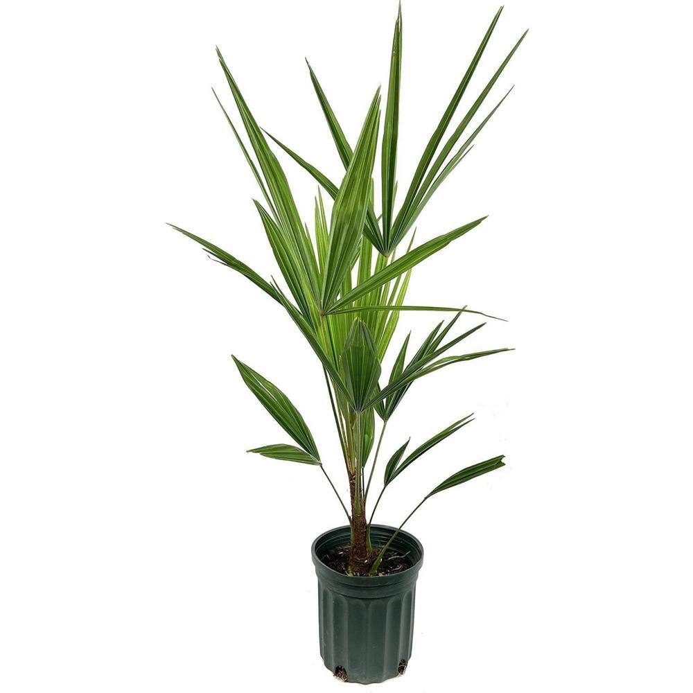 Wekiva Foliage Windmill Palm-Live Plant in a 4 Inch Pot-Trachycarpus ...