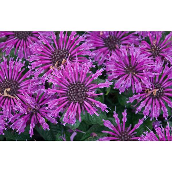 PROVEN WINNERS 1 Gal. Leading Lady Plum Bee Balm (Monarda) Live ...