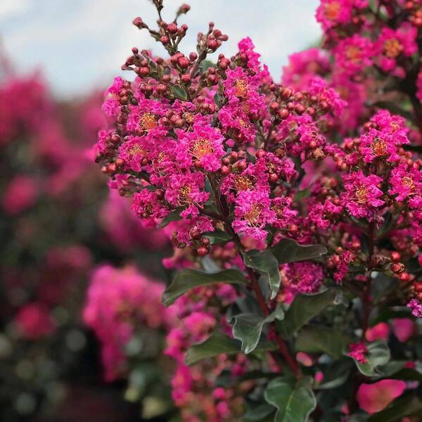 FIRST EDITIONS 7 Gal. Plum Magic Crape Myrtle Flowering Shrub with ...
