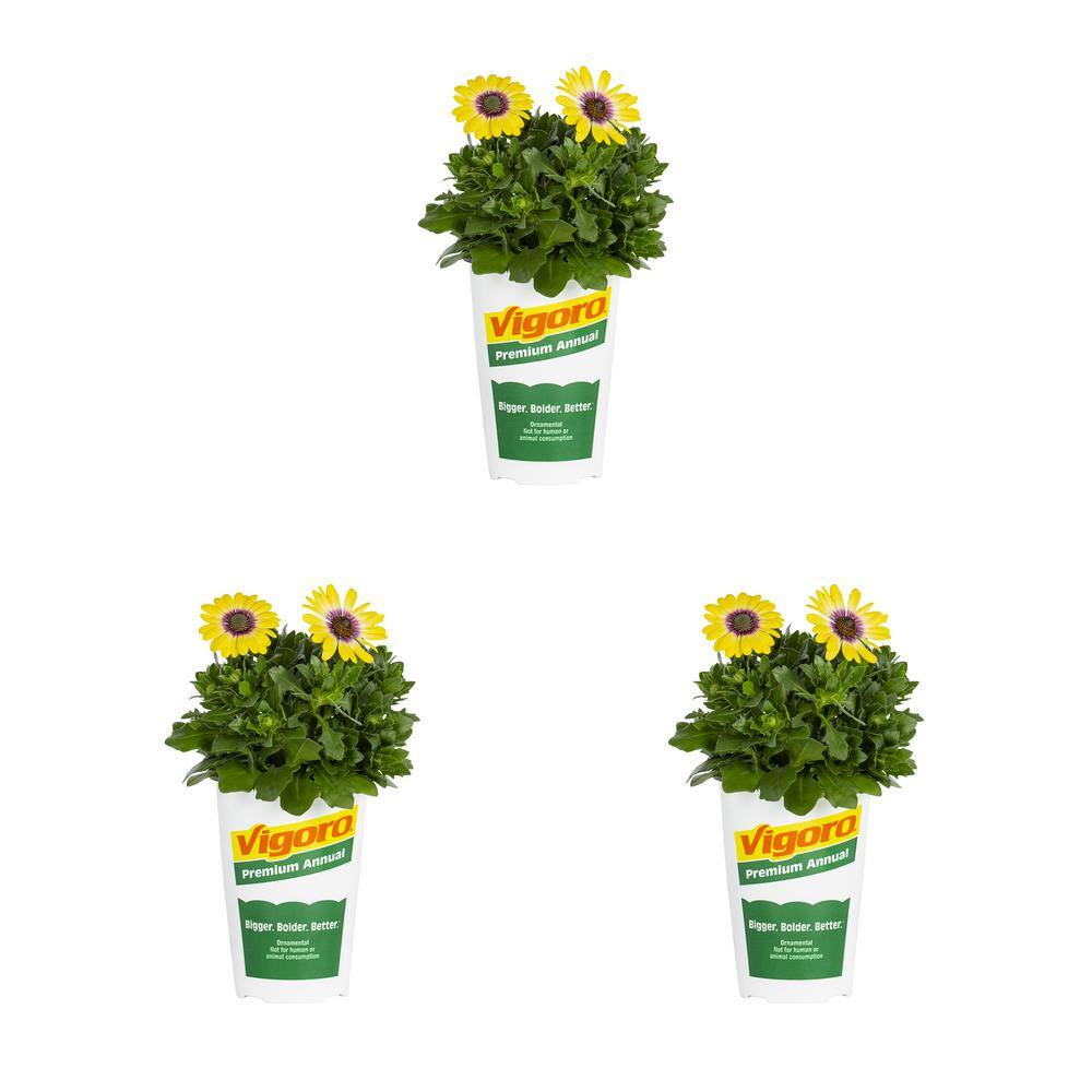 Vigoro 2 qt. Vigoro Osteospermum African Daisy Yellow and Purple ...