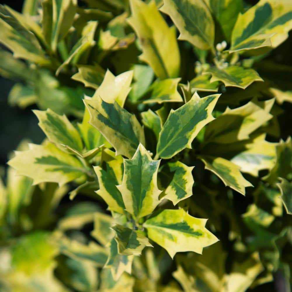 SOUTHERN LIVING 3 Gal. Sky Pointer Japanese Holly Shrub in Grower Pot ...