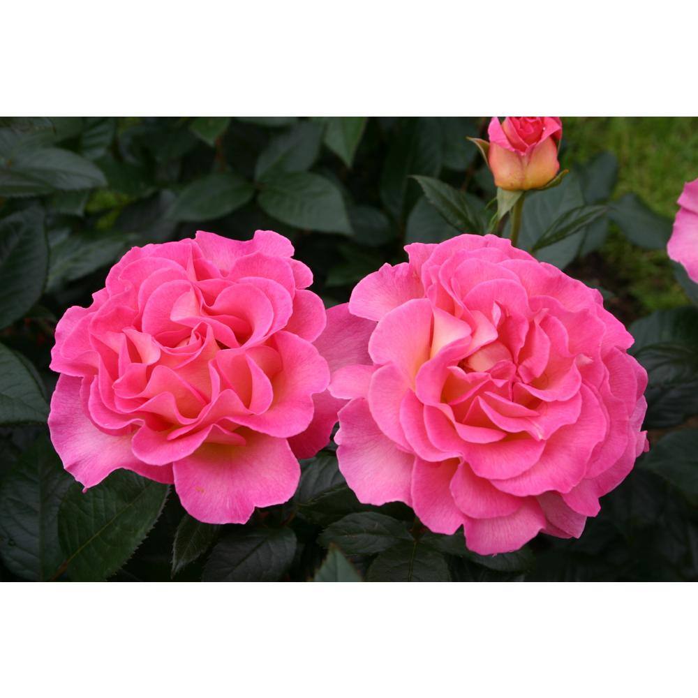SEASON TO SEASON 2 Gal. Julie Andrews Hybrid Tea Rose with Deep Pink ...