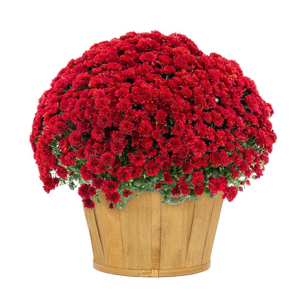 METROLINA GREENHOUSES 1.5 Gal. Red Bushel Basket Mum Chrysanthemum ...