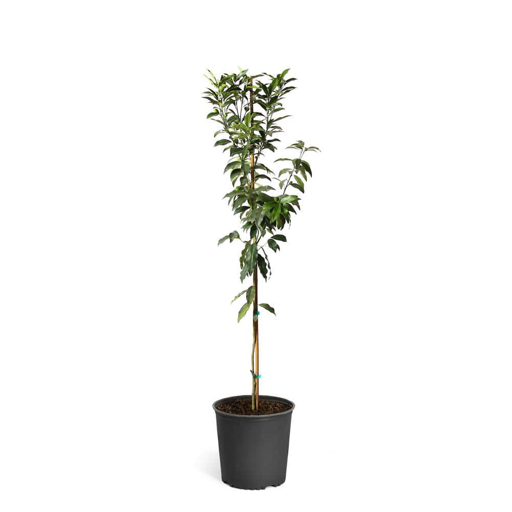 Brighter Blooms 2 Gal. Nagami Kumquat Tree KUM-NAG-34-2 - The Home Depot