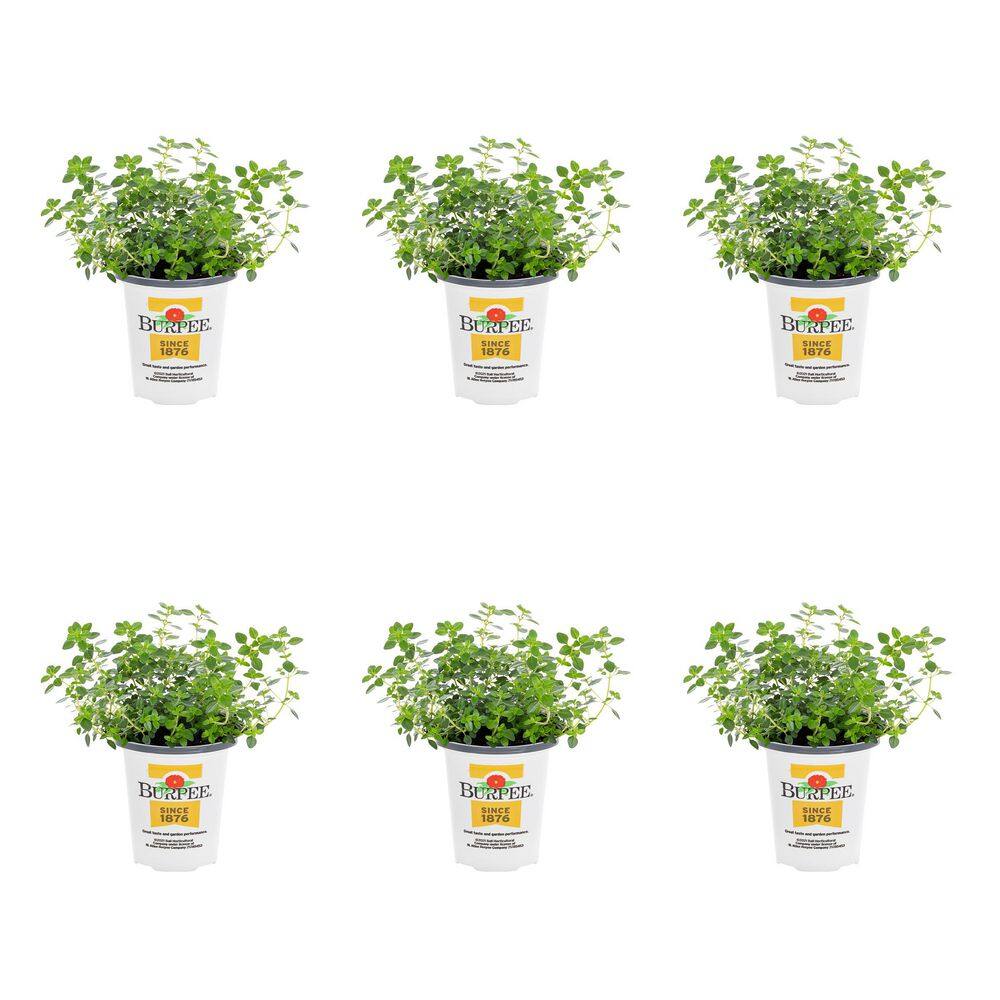 METROLINA GREENHOUSES 1 Pt. Thyme Lemon Green Herb Edible Plant (6-Pack ...