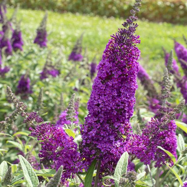 national PLANT NETWORK 2.5 qt. Buddleia Black Knight Flowering Shrub ...