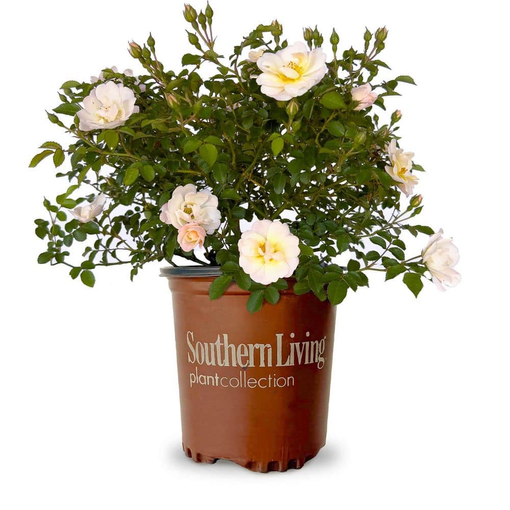SOUTHERN LIVING 2.5 Qt Its a Breeze Ivory Blush Rose with Pure White to ...
