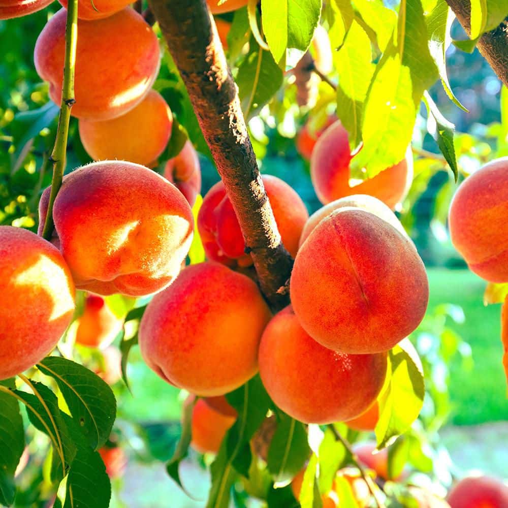 7 Gal. Early Elberta Peach Fruit Tree PCHEAR07G - The Home Depot