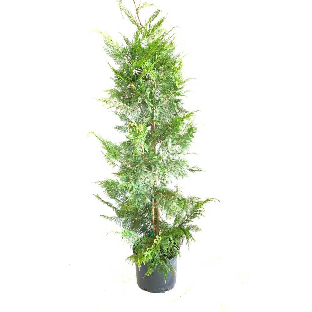 1 Gal. Cypress Leyland Holiday Shrub Plant 1012684733 - The Home Depot