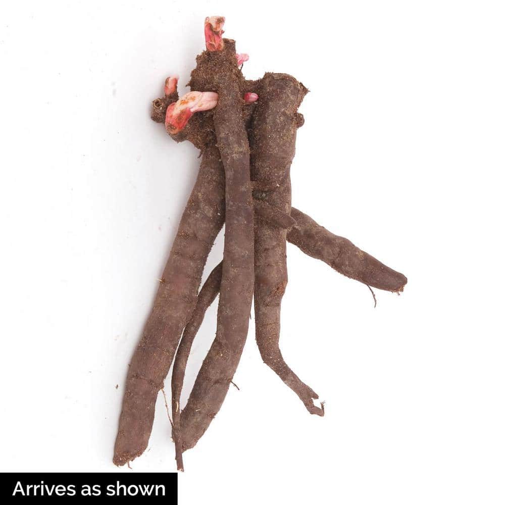 DIRECT GARDENING Black Beauty Red Flowering Peony (Paeonia) Dormant ...