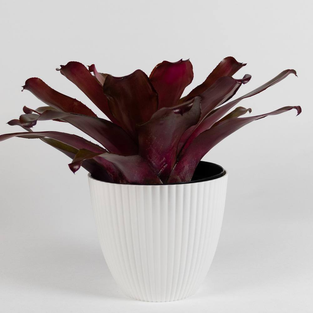 TropicalPlants.com Voodoo Doll Bromeliad (Neoregelia) Live Plant Inside ...