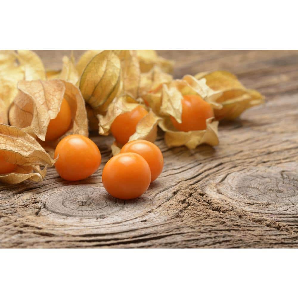 Reviews for Bonnie Plants 25 oz. Pineapple Ground Cherry Plant | Pg 1 ...