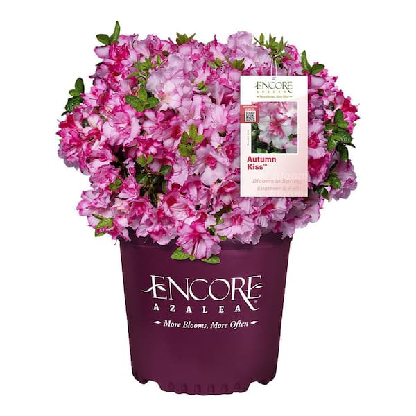 ENCORE AZALEA 1 Gal. Autumn Kiss Azalea Shrub 17652 - The Home Depot