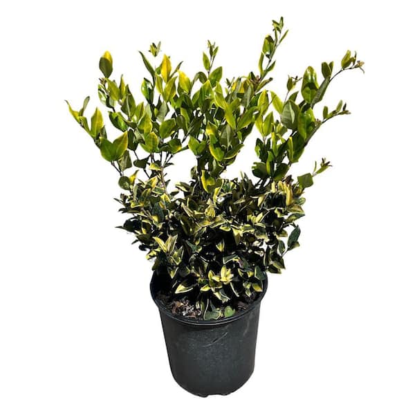 Online Orchards 1 gal. Aztec Pearl Mexican Orange Flowering Shrub with ...