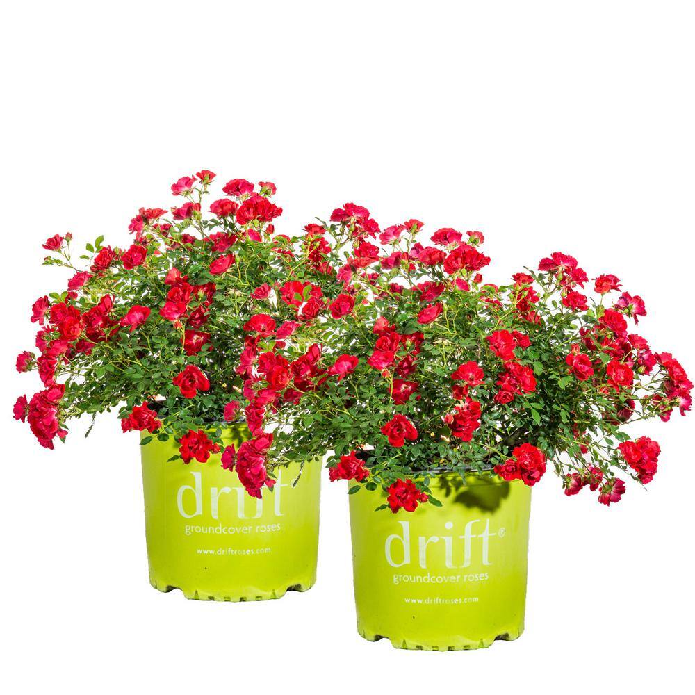 Reviews for Drift 3 Gal. Red Drift Rose Bush with Red Flowers (2-Pack ...