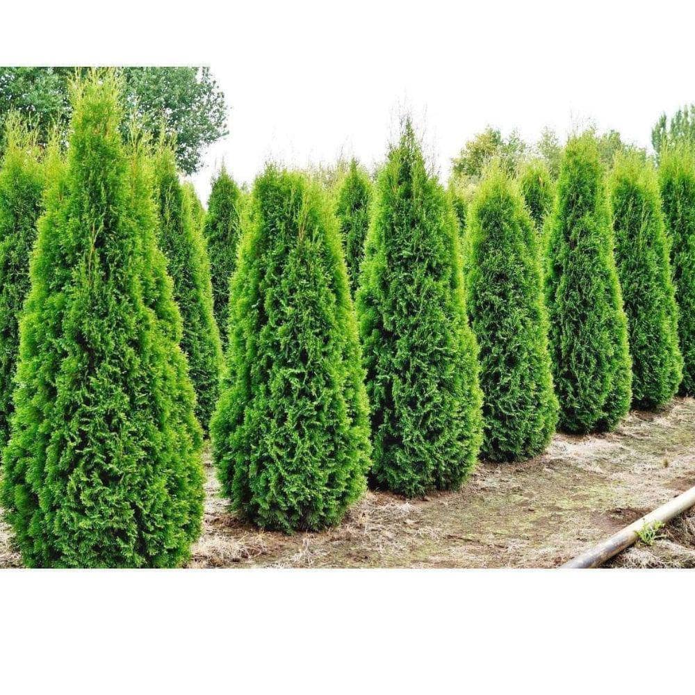 3 Gal. Emerald Beauty Arborvitae Evergreen Tree ARBEME03G - The Home Depot