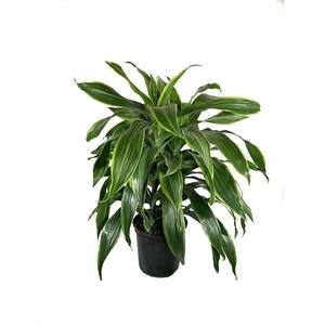 Wekiva Foliage Dracaena Art Carmen-Live Plant in an 10 Inch Growers Pot ...
