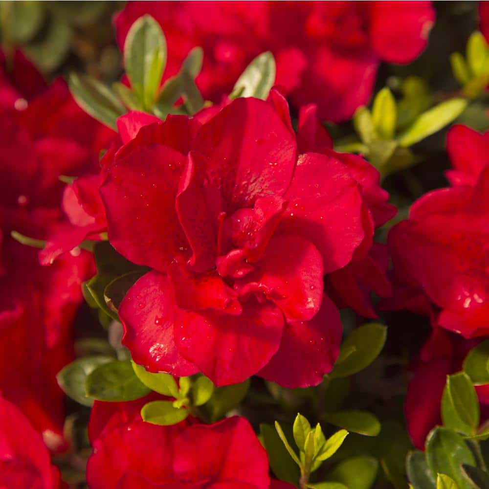 Reviews for ENCORE AZALEA 7 Gal. Autumn Bonfire Azalea Bush with Reblooming Red Flowers - Low ...