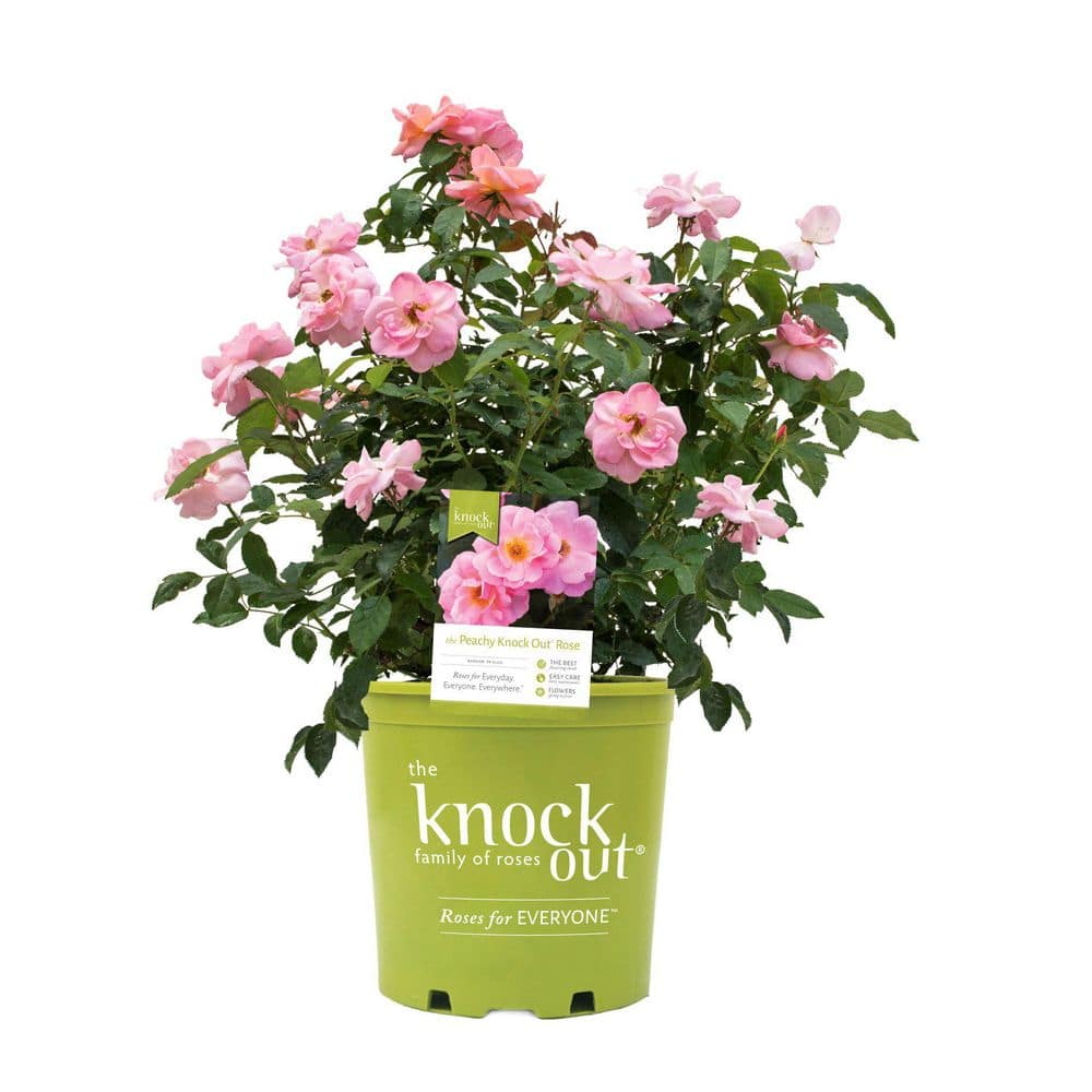 KNOCK OUT 3.0 Gallon Peachy Knock Out Rose Bush with Fragrant Shell ...