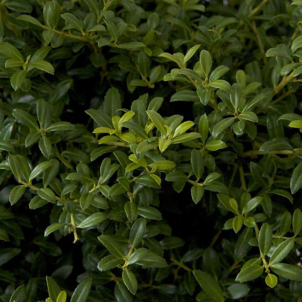 FLOWERWOOD 2.5 Gal. Ilex Crenata Japanese Holly Soft Touch Shrub 31183 ...