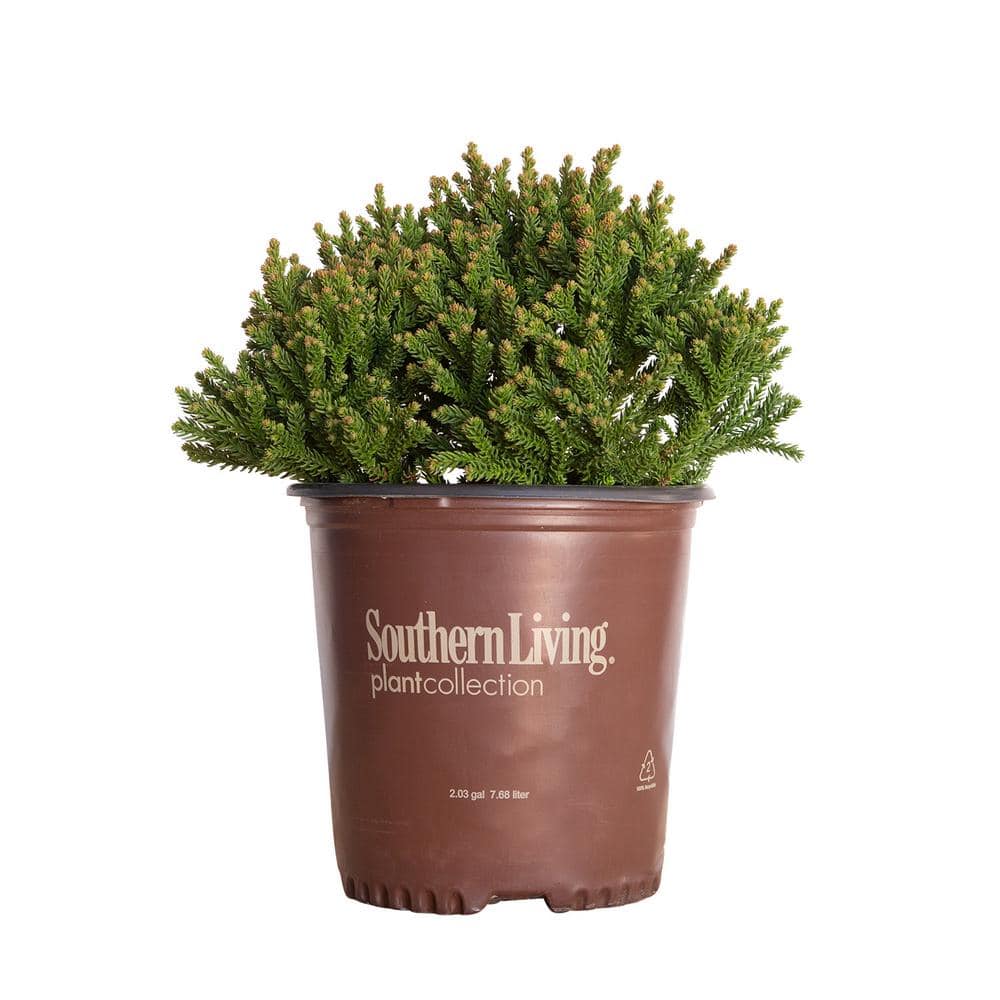 SOUTHERN LIVING 2 Gal. Dragon Prince Cryptomeria (Dwarf Japanese Cedar ...