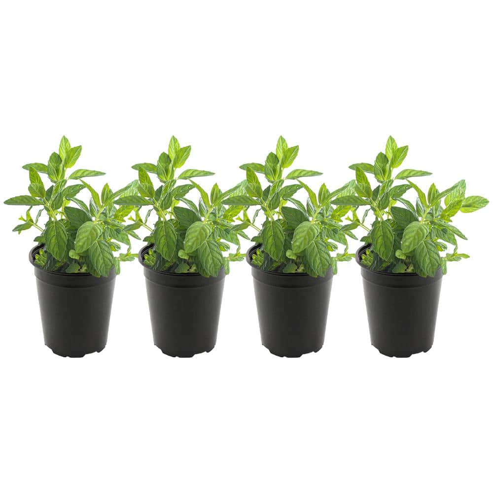 4 in. Spearmint Mint Plant in Grower Pot (4-Pack) 748179000864 - The ...