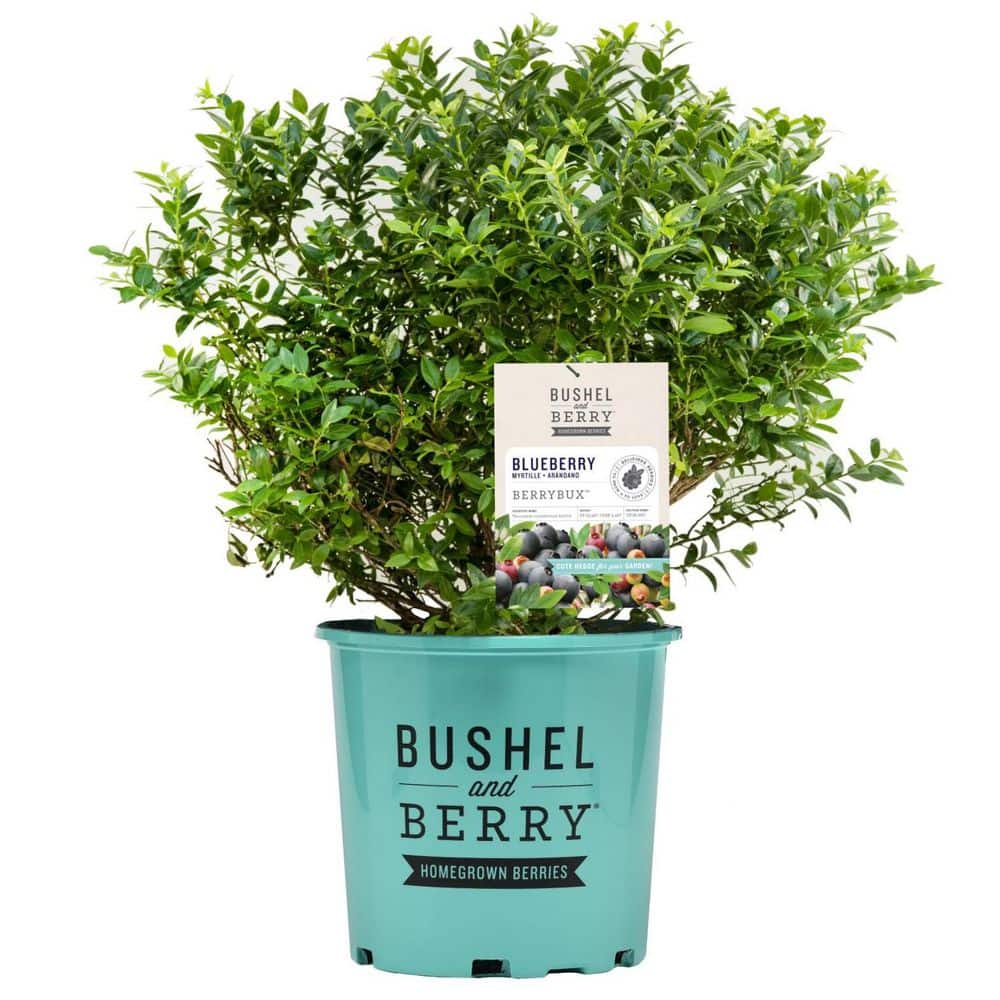 BUSHEL AND BERRY 2.0 Gallon Blueberry 'Berrybux' (Vaccinium corymbosum ...