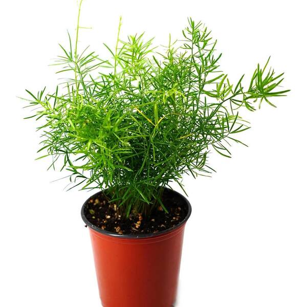 Wekiva Foliage Sprengeri Fern-Live Plant in a 6 Inch Grower's Pot ...