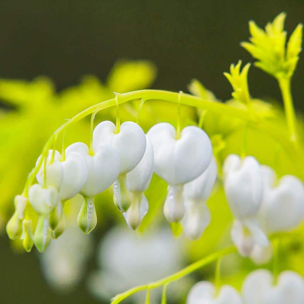 DIRECT GARDENING White Flowering Gold Leaf Bleeding Heart Dormant Bare ...