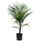 Costa Farms 10 in. Majesty Palm Ravenea Plant MP10 - The Home Depot