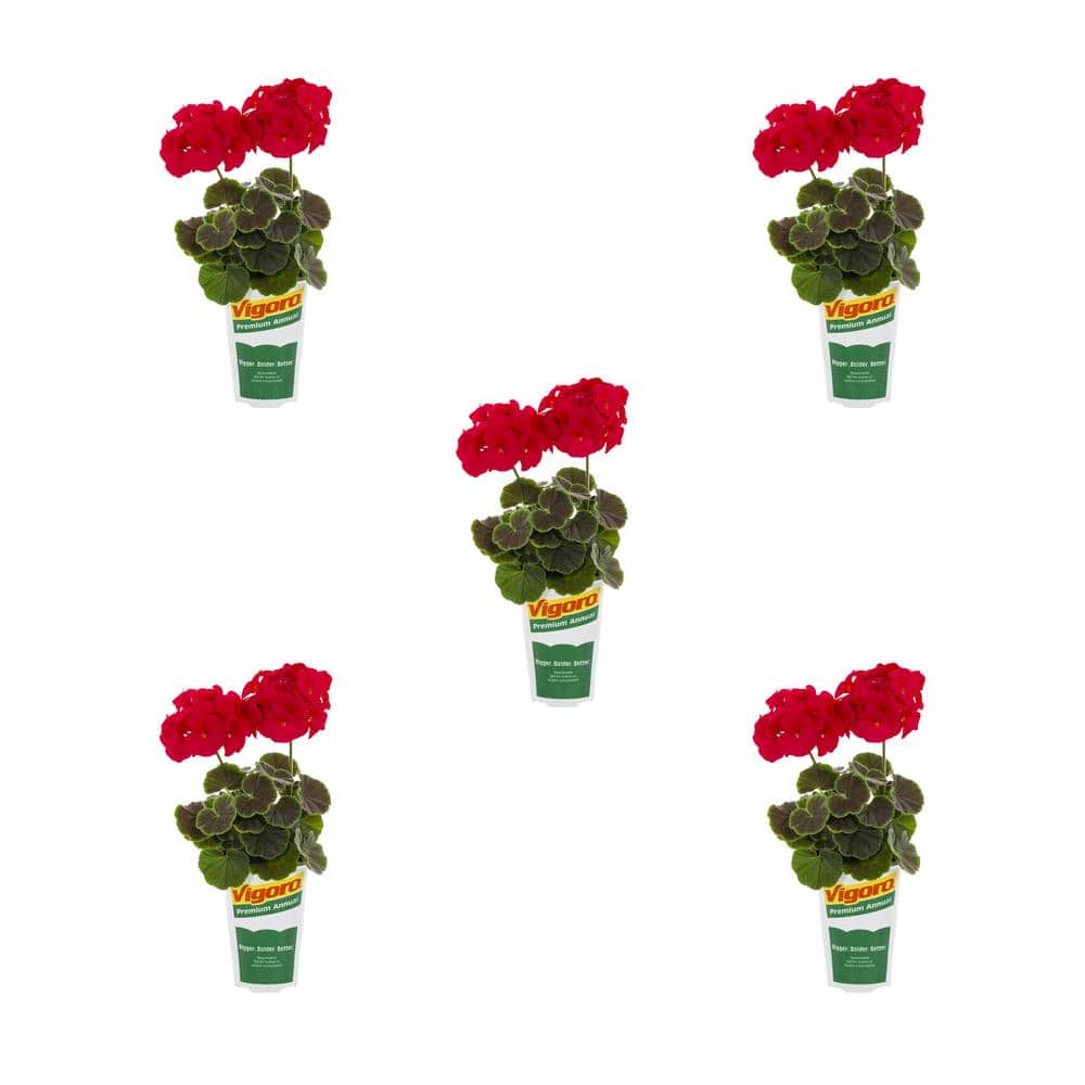 Vigoro 1.5 Pt. Geranium Bullseye Cherry Red Annual Plant (5-Pack) 4510 ...