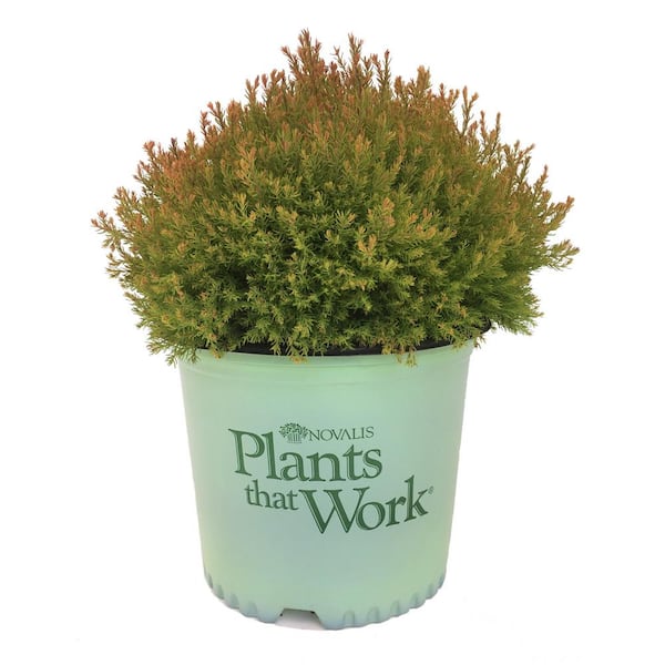 Plants That Work Arborvitae (Thuja occidentalis) Fire Chief 18762 - The ...